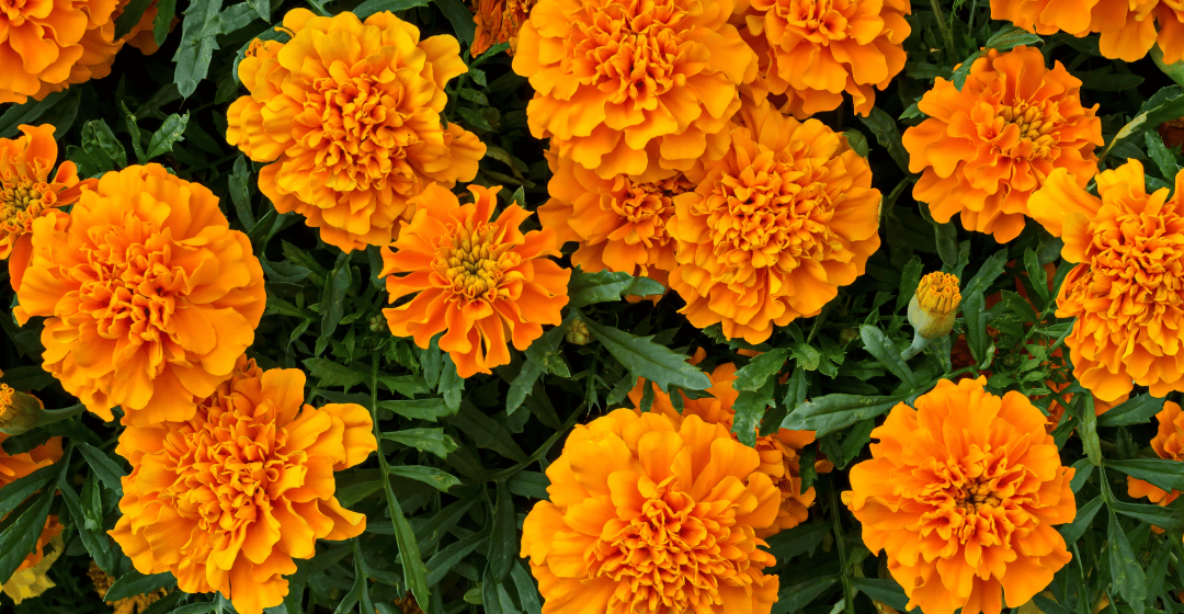 Manfaat Bunga Marigold Untuk Mata - Plaza Medis
